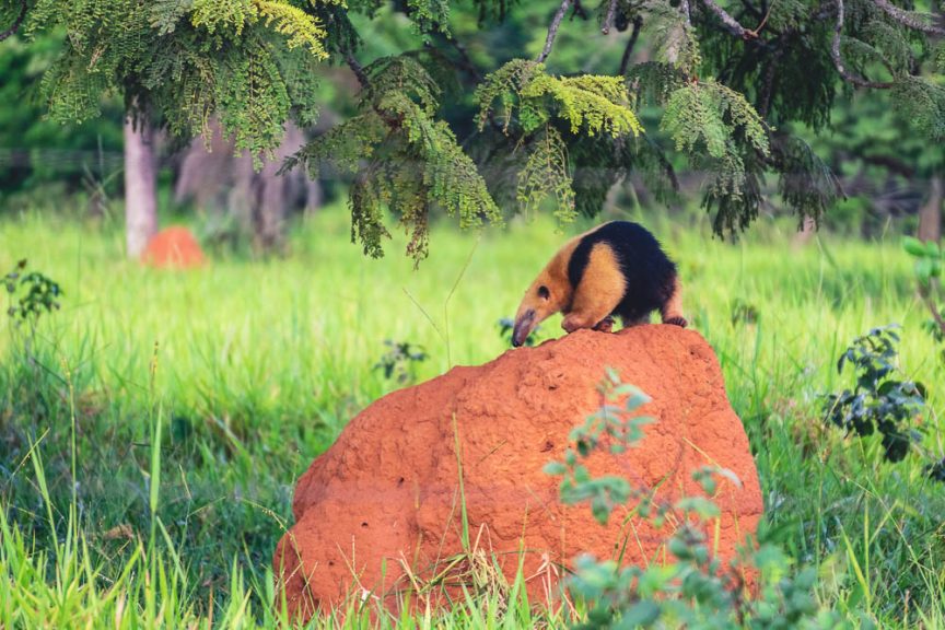 A breakdown, wild animals and change of direction (Brazil) - worldvespa